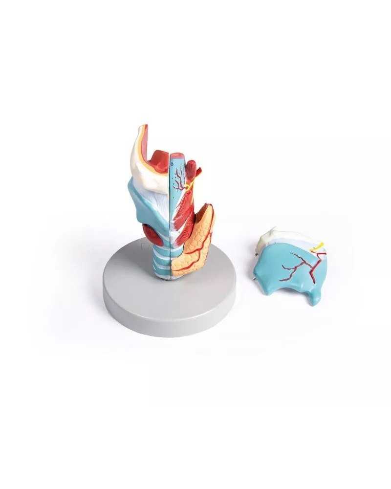 Larynx Model, 2 Times enlarged, 5 Parts